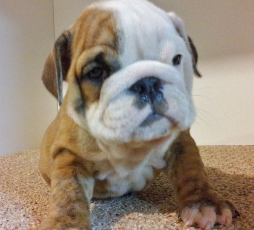 Our Past Champion Sired AKC English Bulldog Puppies - Bean Bulldogs