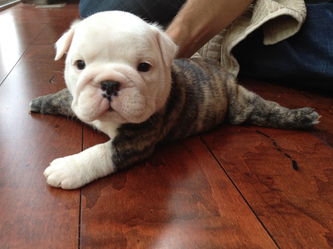 Our Past Champion Sired AKC English Bulldog Puppies - Bean Bulldogs