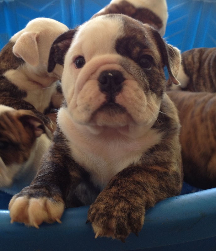 Our Past Champion Sired AKC English Bulldog Puppies - Bean Bulldogs