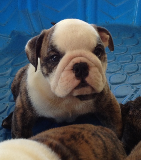 Our Past Champion Sired AKC English Bulldog Puppies - Bean Bulldogs